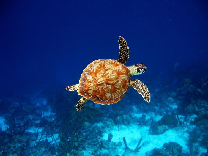 Vida marinha :: oceanopedia